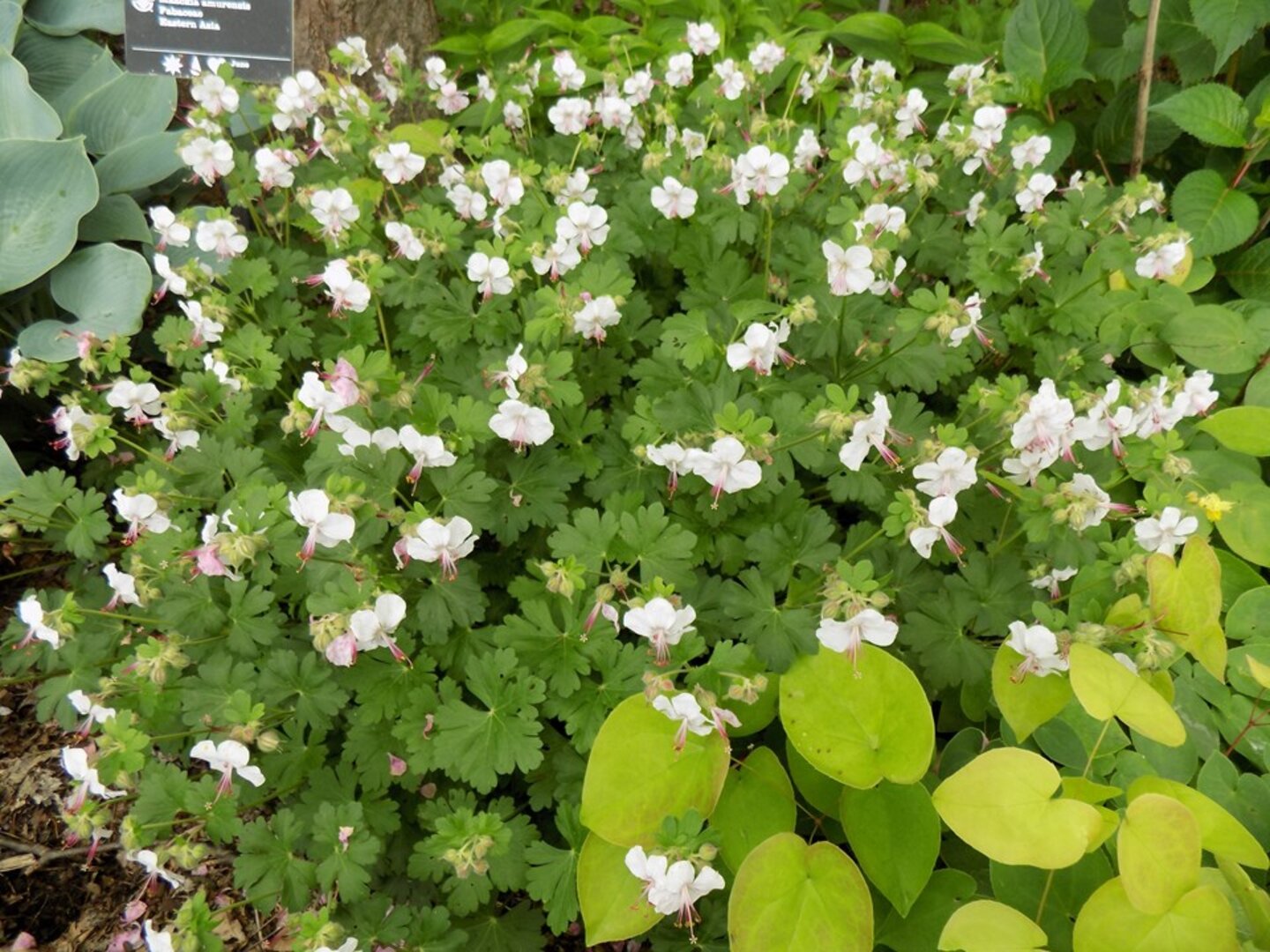 Perennial Geraniums Make Great Groundcover Plants | Nebraska Extension ...