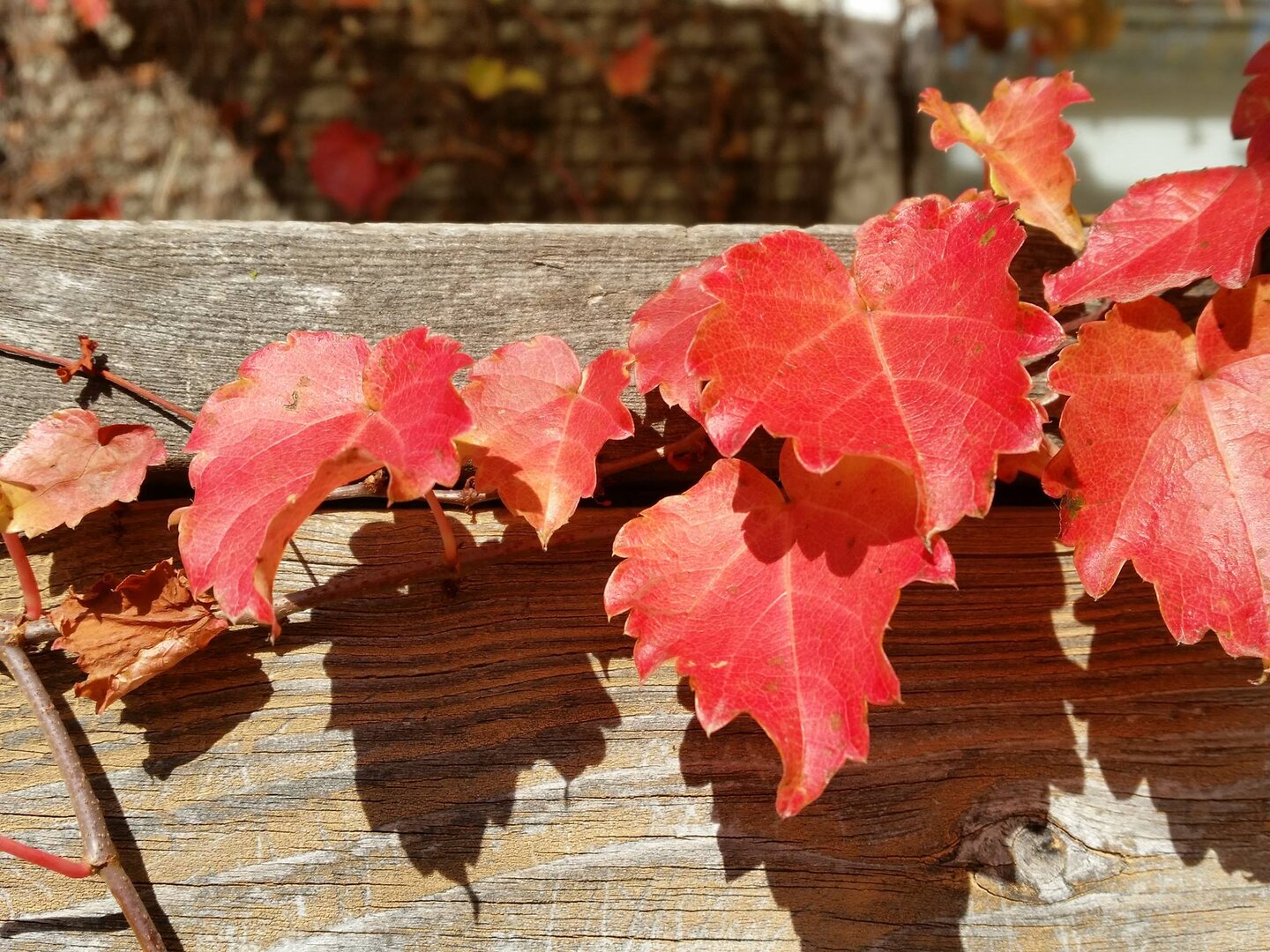 November | Nebraska Extension in Lancaster County | Nebraska
