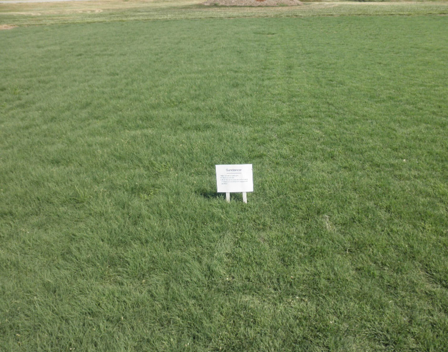Buffalograss – Selection and Establishment | Nebraska Extension in ...