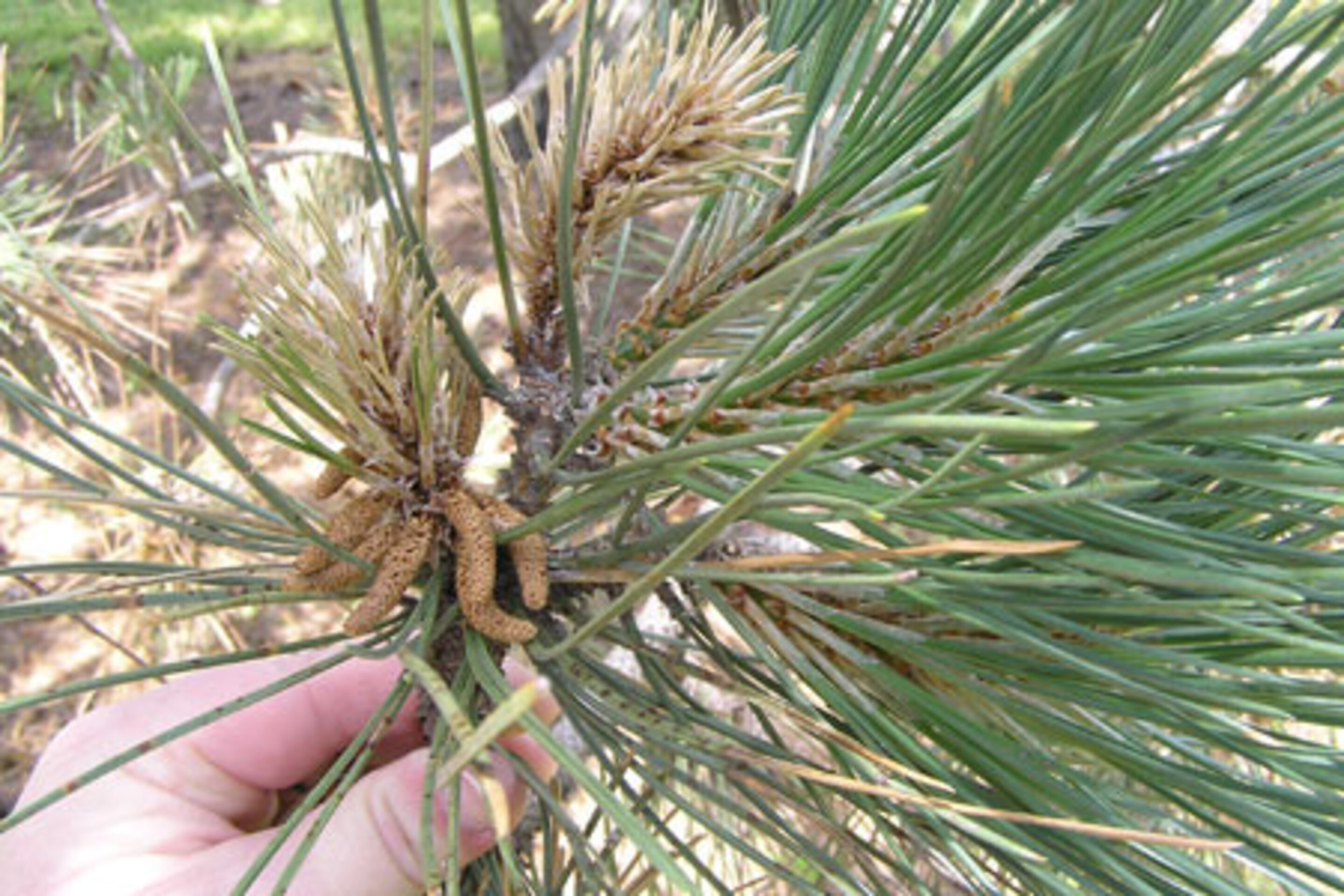 Diplodia Tip Blight | Nebraska Extension in Lancaster County | Nebraska