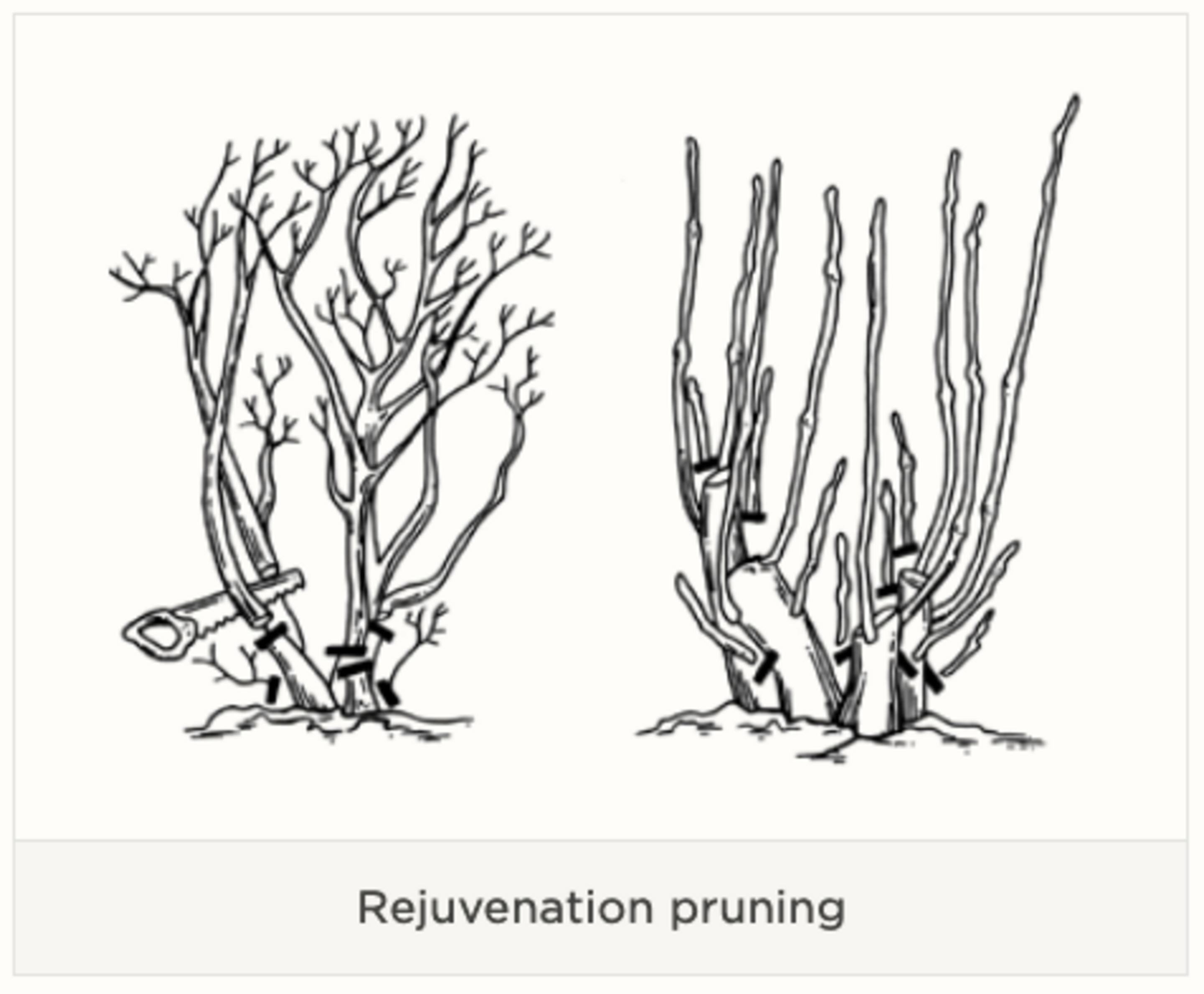 Pruning Mature Deciduous Shrubs | Nebraska Extension in Lancaster ...