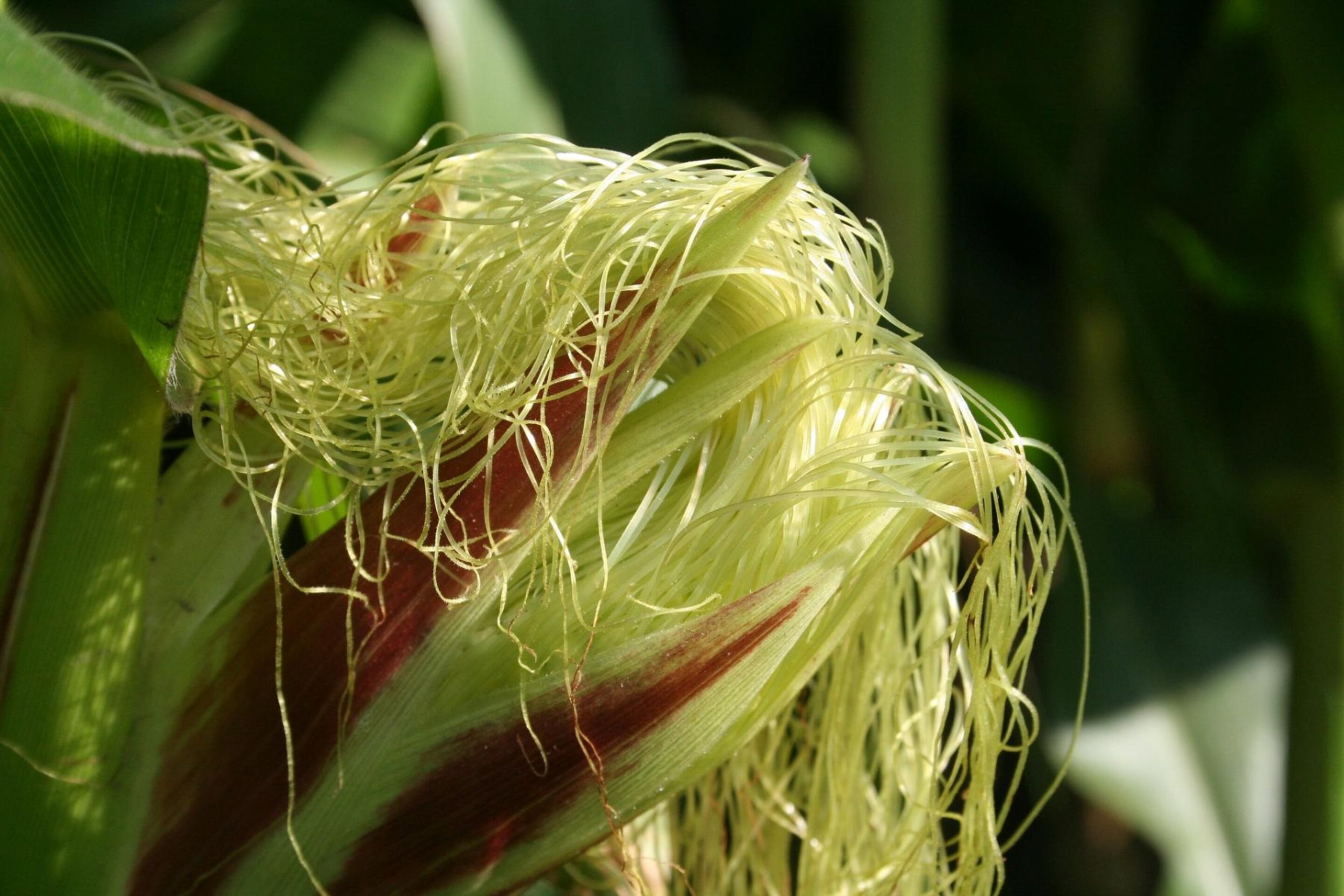 Let’s Not Share Our Corn with an Earworm! | Nebraska Extension in ...