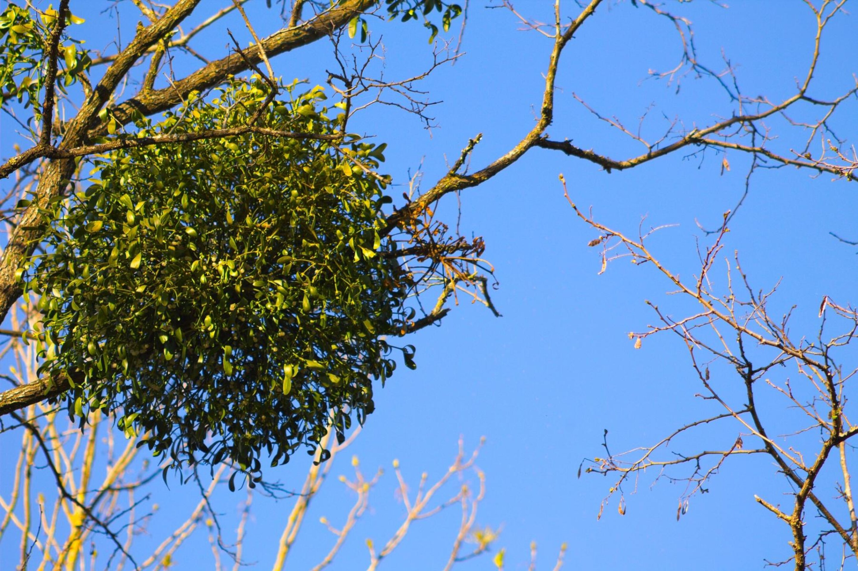 Mistletoe: A Symbol of Love and Peace | Nebraska Extension in Lancaster ...