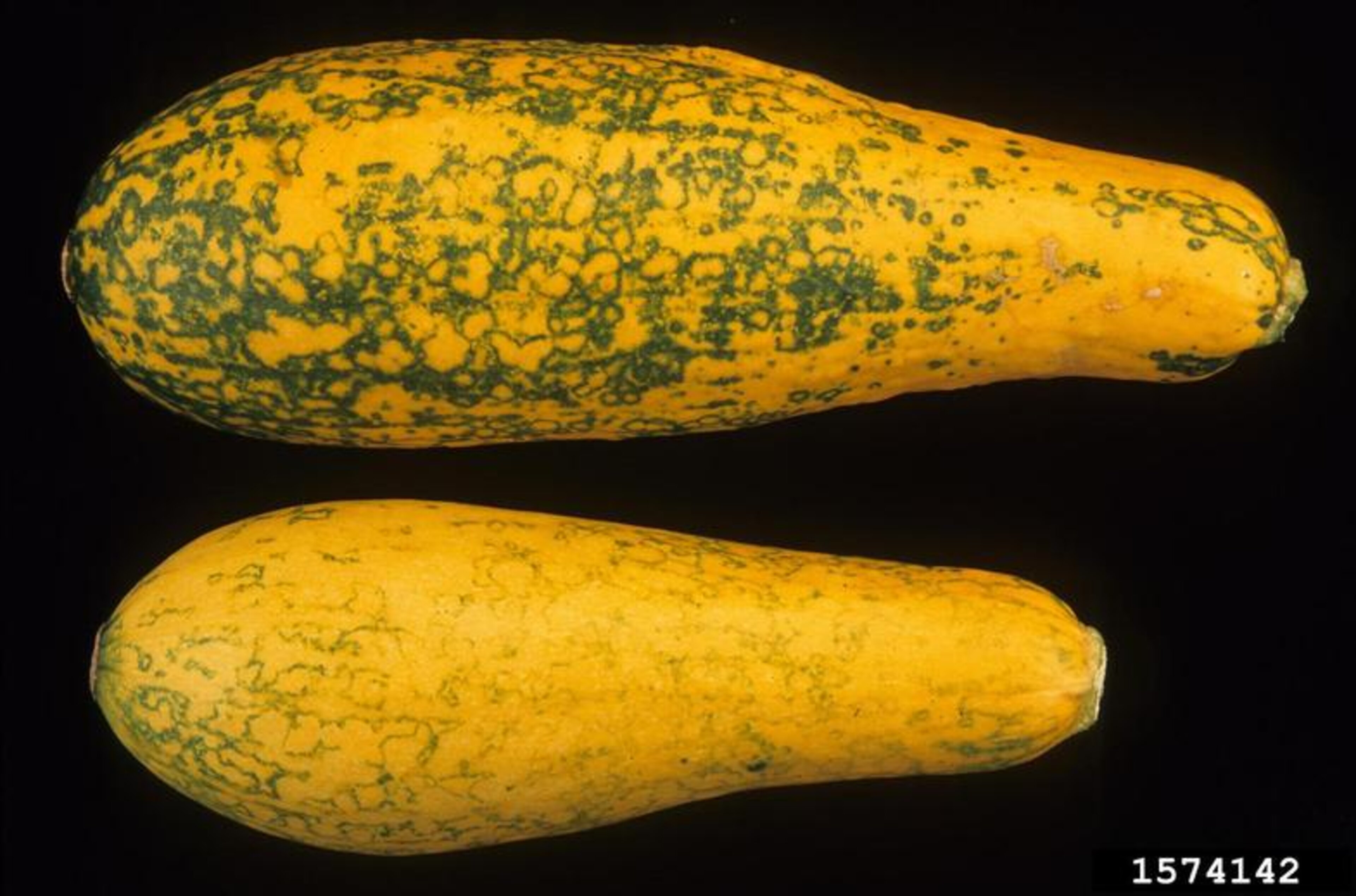 Weird Squash – Pollination Gone Wrong? | Nebraska Extension in ...