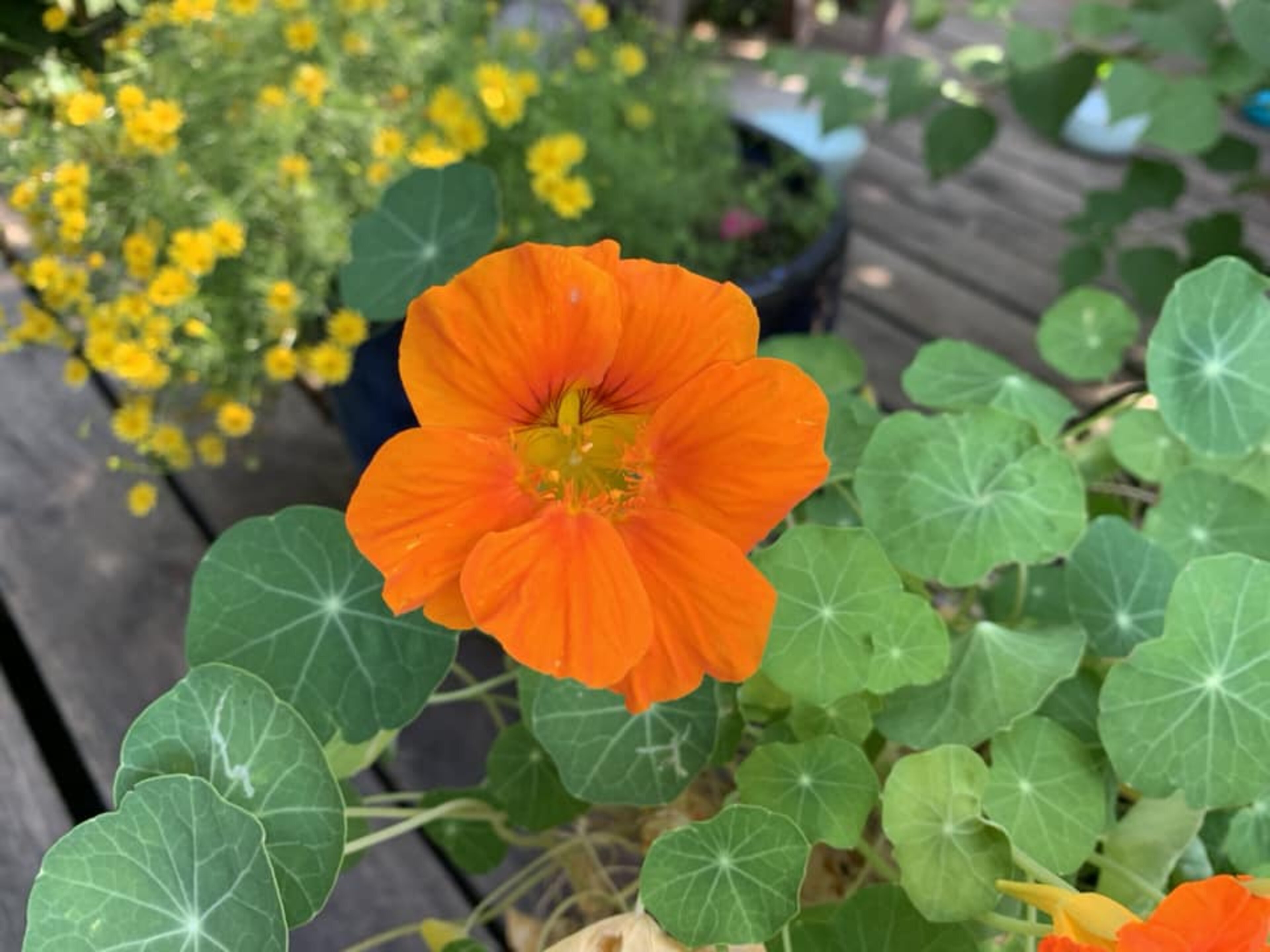 August | Nebraska Extension in Lancaster County | Nebraska