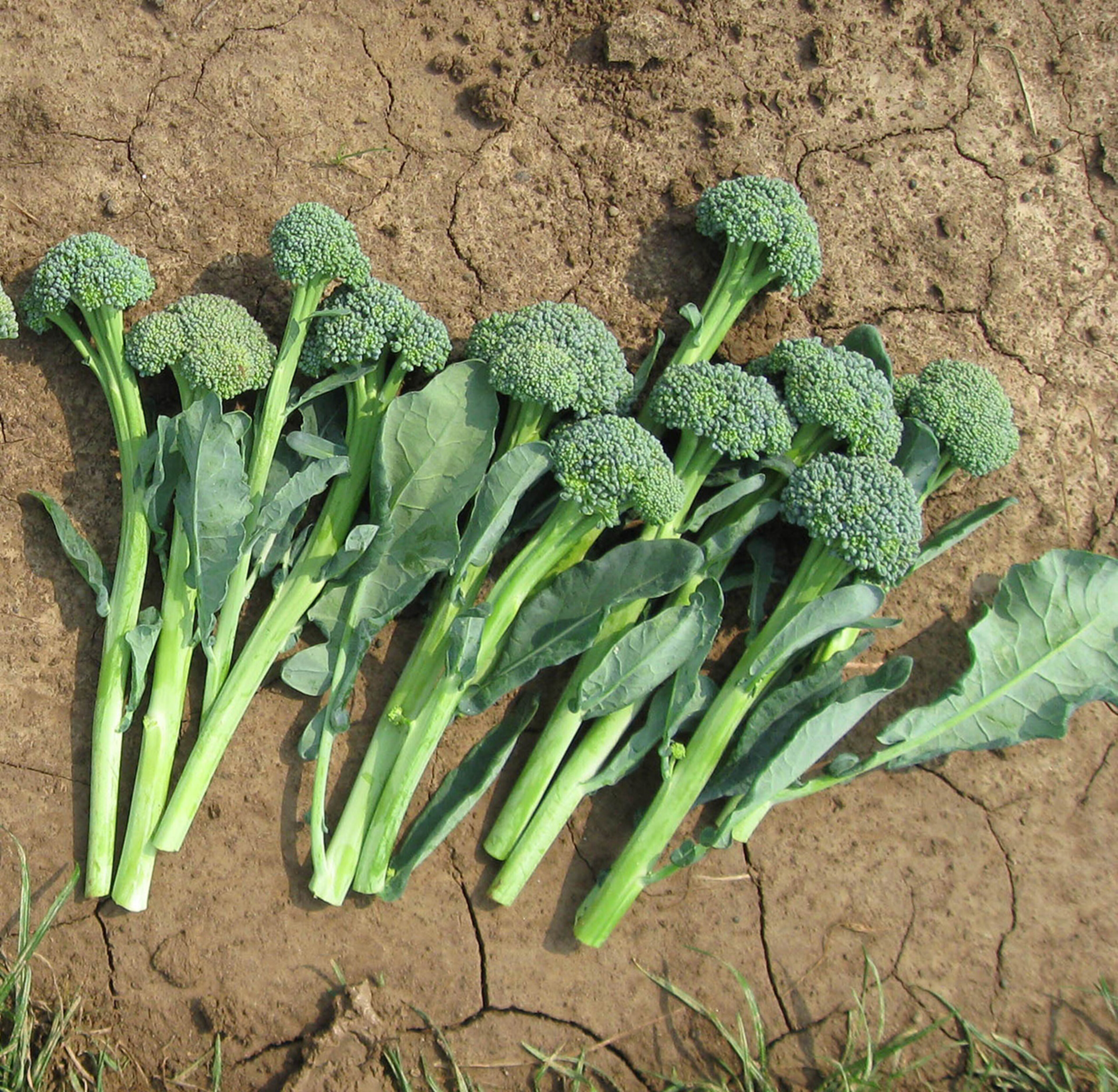 The Year of Broccoli | Nebraska Extension in Lancaster County | Nebraska