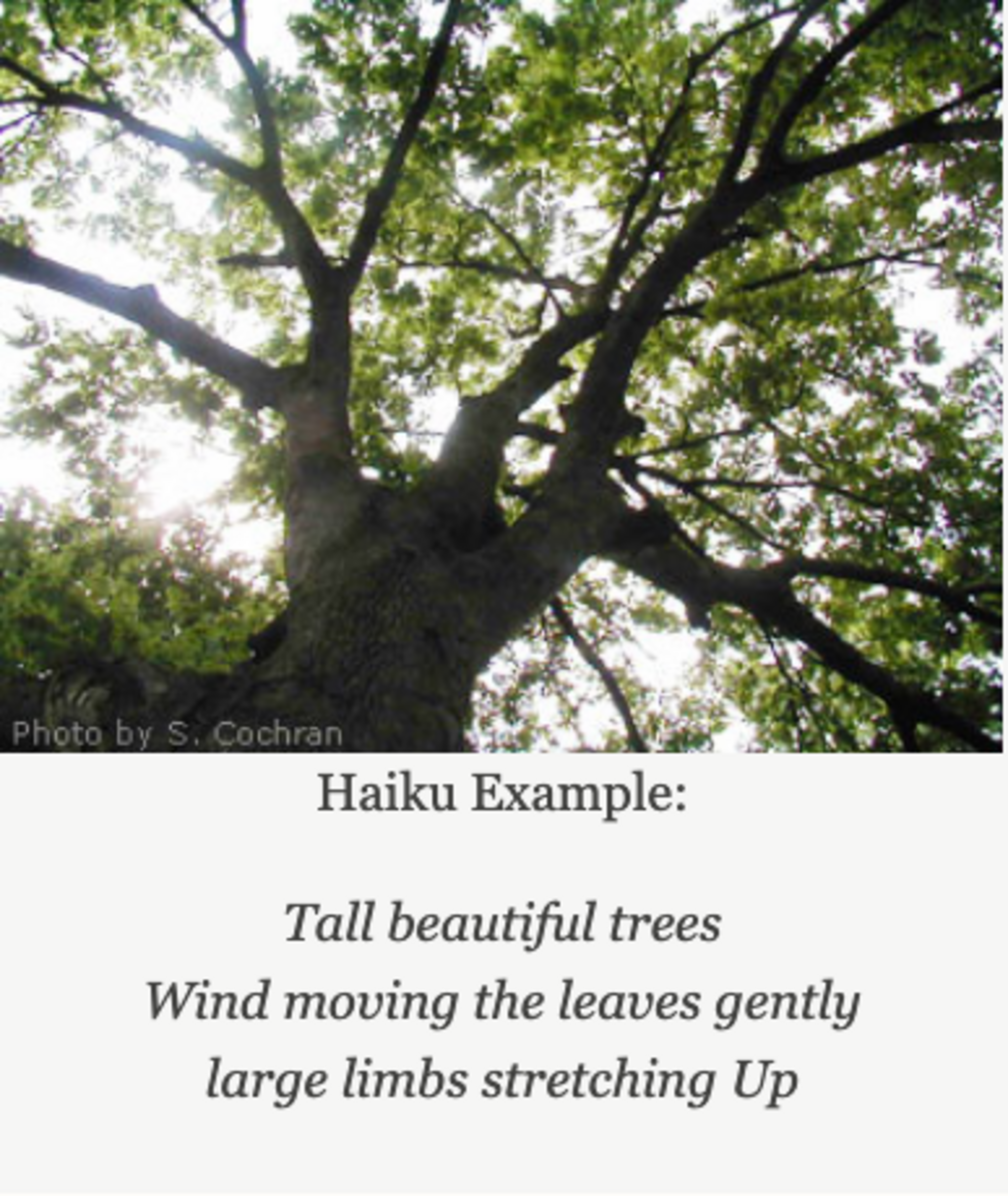 Garden Poetry | Nebraska Extension in Lancaster County | Nebraska