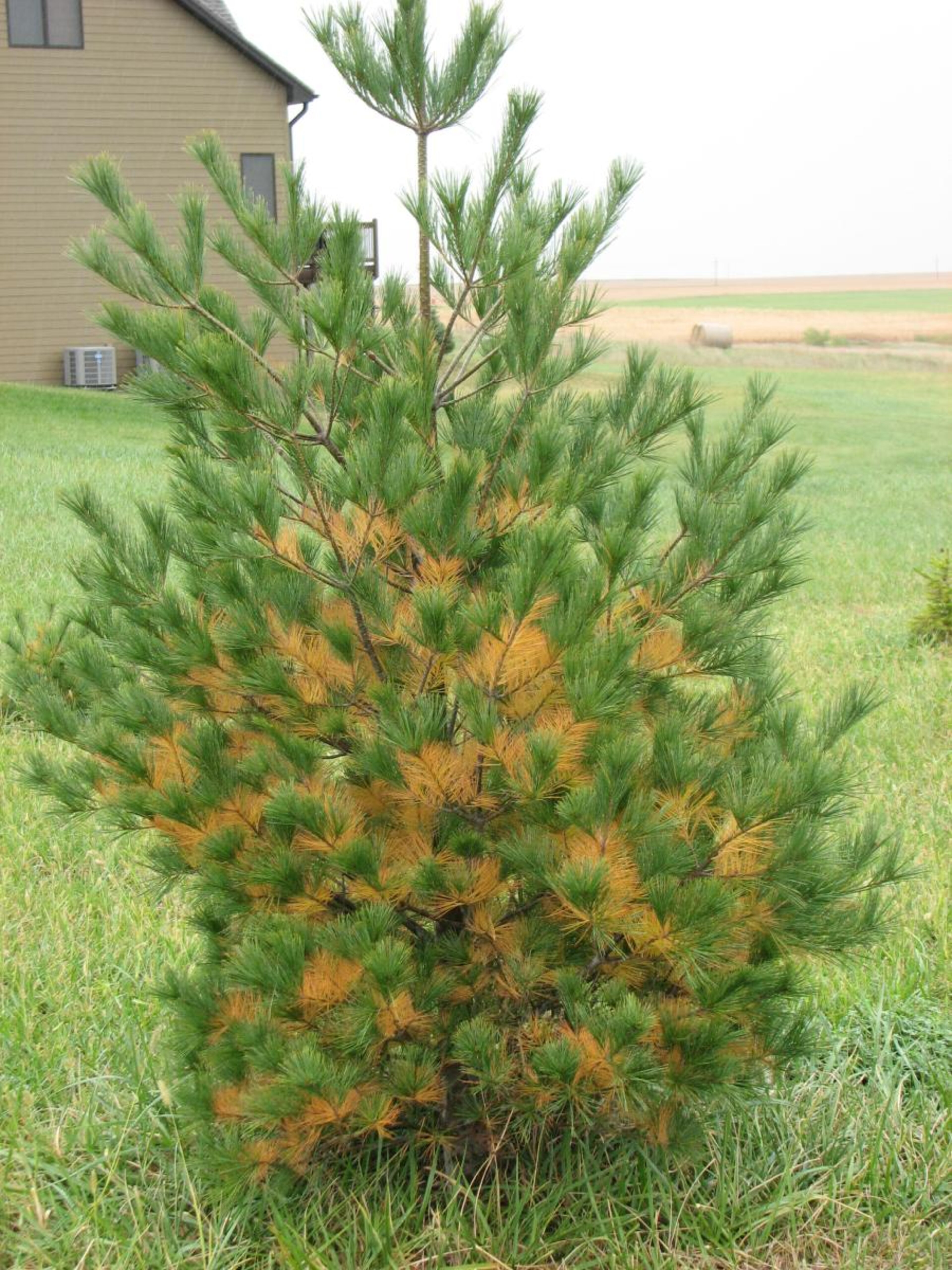 Watch for Evergreen Natural Needle Drop | Nebraska Extension in ...