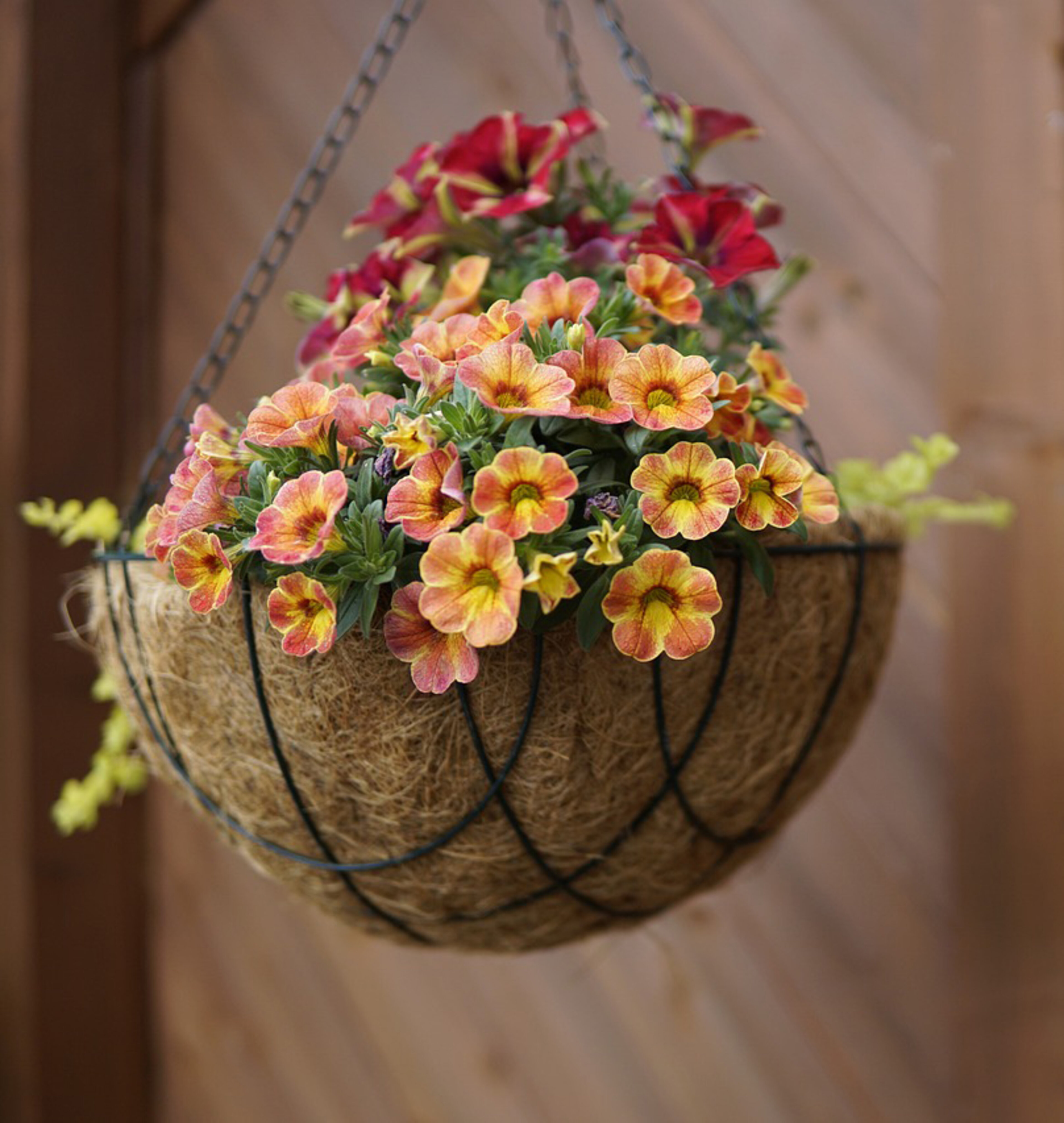 Hanging Baskets | Nebraska Extension in Lancaster County | Nebraska