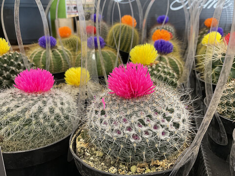 Cacti Care | Nebraska Extension in Lancaster County | Nebraska